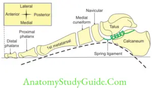 The Arches of the Foot - Longitudinal Notes - Anatomy Study Guide