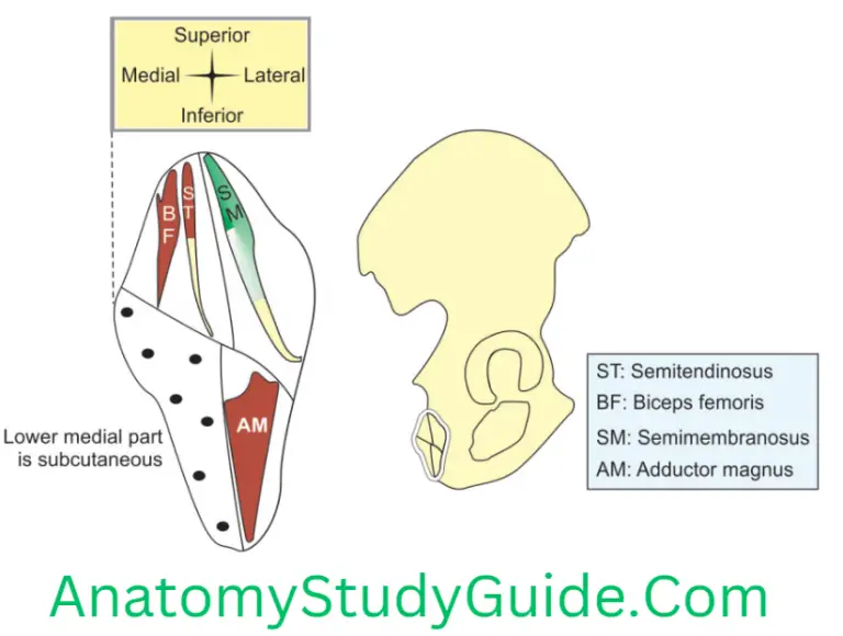 Muscles of the Gluteal Region - Anatomy Study Guide