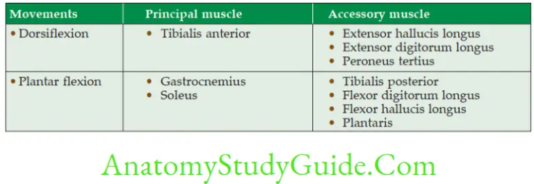 Ankle Joint: Anatomy, Bones, Ligaments And Movements - Anatomy Study Guide