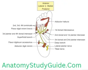 Sole Of Foot Notes - Anatomy Study Guide