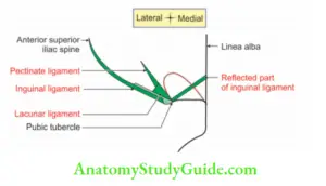 Anterior Abdominal Wall - Anatomy Study Guide