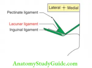 Anterior Abdominal Wall - Anatomy Study Guide
