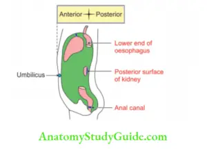 Anterior Abdominal Wall - Anatomy Study Guide