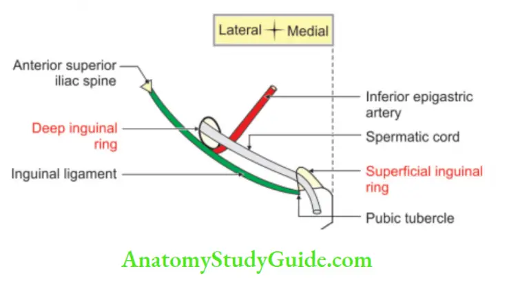Anterior Abdominal Wall - Anatomy Study Guide