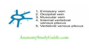 Back Of The Neck Anatomy Notes And Important Questions With Answers ...