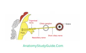 Ciliary Ganglion Anatomy - Anatomy Study Guide