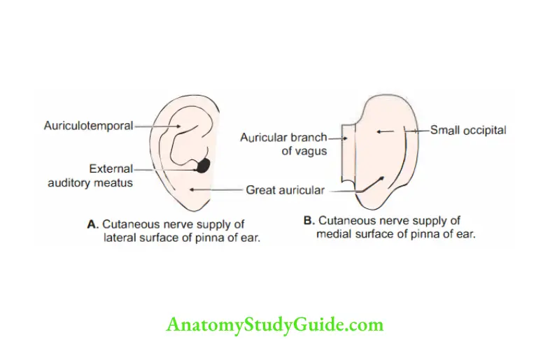 Ear Anatomy Notes And Important Questions With Answers - Anatomy Study ...
