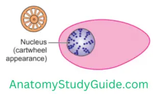 Connective Tissue: Types, Function, Examples, Disorders - Anatomy Study ...