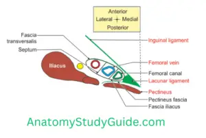 Femoral sheath Anatomy - Anatomy Study Guide