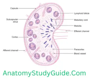 Lymphoid Tissue Histology - Anatomy Study Guide