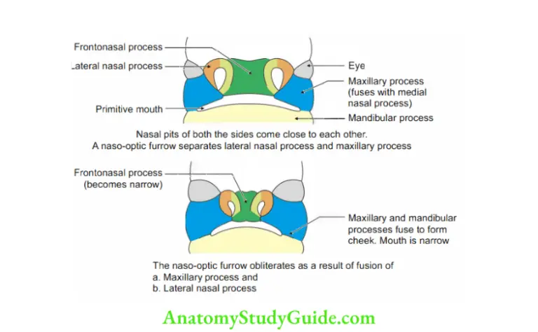 Ultimobranchial body - Anatomy Study Guide