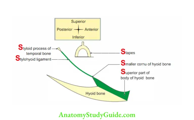 Pharyngeal Arches - Clefts - Pouches - Anatomy Study Guide