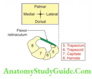 Muscles Of The Anterior Forearm - Anatomy Study Guide