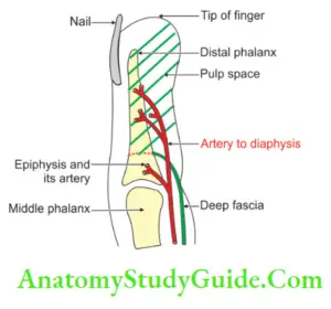 Muscles Of The Anterior Forearm - Anatomy Study Guide