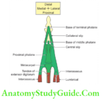 Muscles Of The Anterior Forearm - Anatomy Study Guide