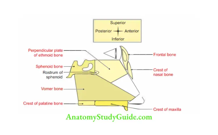Nose and Paranasal Sinuses Anatomy Notes And Important Questions With ...