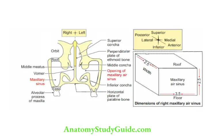 Nose and Paranasal Sinuses Anatomy Notes And Important Questions With ...