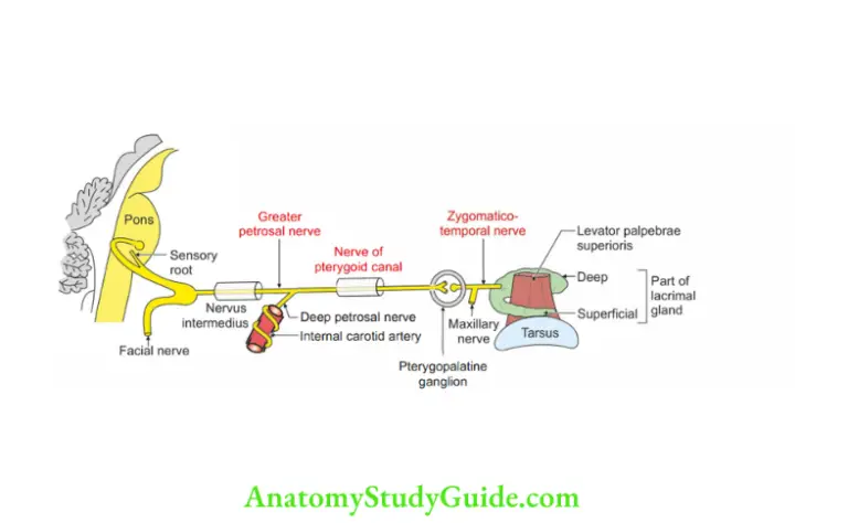 Nose and Paranasal Sinuses Anatomy Notes And Important Questions With ...