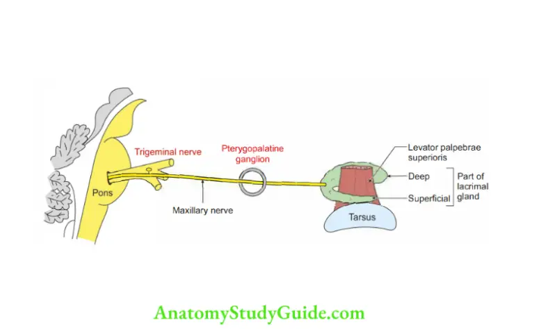 Nose and Paranasal Sinuses Anatomy Notes And Important Questions With ...