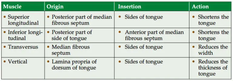Intrinsic Muscles Of Tongue