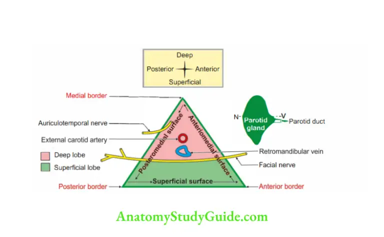 Parotid Region Anatomy Notes And Important Questions With Answers ...