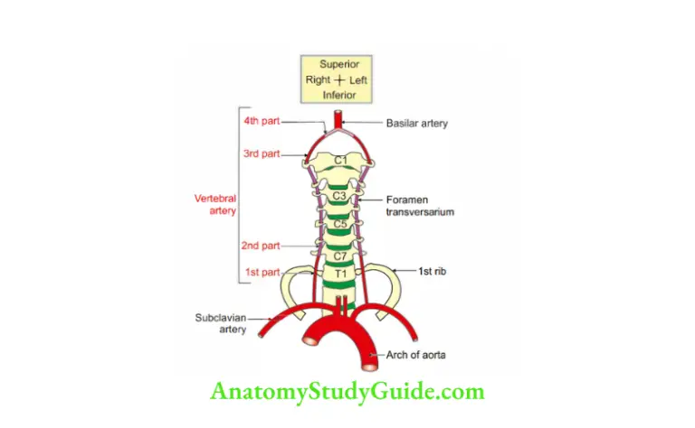 Prevertebral and Paravertebral Regions Anatomy - Anatomy Study Guide