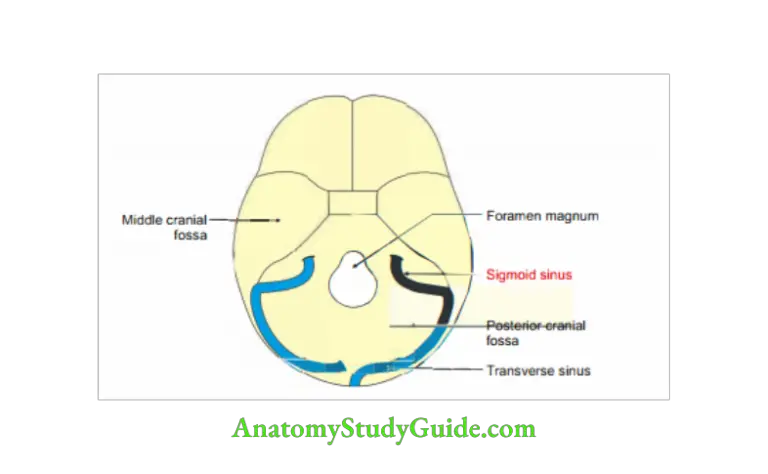 Cranial Cavity Anatomy - Anatomy Study Guide
