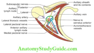 The Axilla Region Boundaries Walls Contents And Applied Anatomy ...