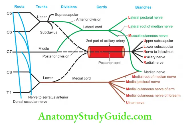 The Axilla Region Boundaries Walls Contents And Applied Anatomy ...