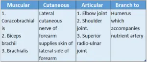 Arm Muscles Attachments And Actions Of Biceps Brachii Upper Limb ...