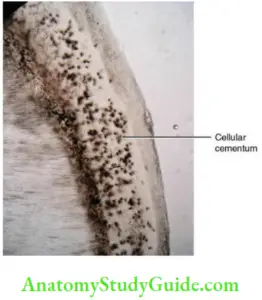 Oral Histology Cementum Notes - Anatomy Study Guide