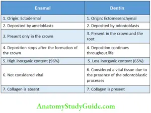 Dentin Meaning, Development, Structure, Types - Anatomy Study Guide