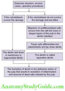 Dentin Meaning, Development, Structure, Types - Anatomy Study Guide