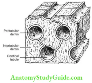 Dentin Meaning, Development, Structure, Types - Anatomy Study Guide