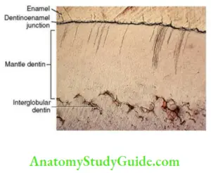 Dentin Meaning, Development, Structure, Types - Anatomy Study Guide