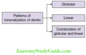 Dentin Meaning, Development, Structure, Types - Anatomy Study Guide