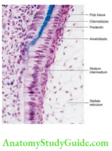 Dentin - Meaning, Development, Structure, Types - Anatomy Study Guide