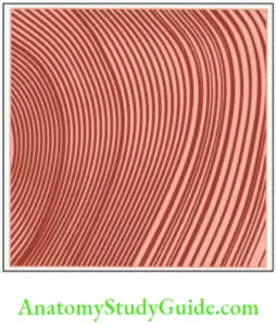 Dentin Meaning, Development, Structure, Types - Anatomy Study Guide