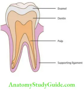 Dentin Meaning, Development, Structure, Types - Anatomy Study Guide