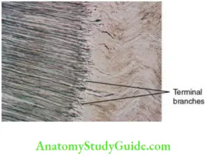 Dentin Meaning, Development, Structure, Types - Anatomy Study Guide