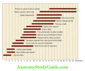 Pediatrician Developmental Assessment Notes - Anatomy Study Guide