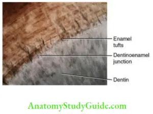 Enamel Oral Histology Notes - Anatomy Study Guide