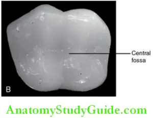 Surfaces of the Teeth - An Overview of Dental Anatomy - Anatomy Study Guide