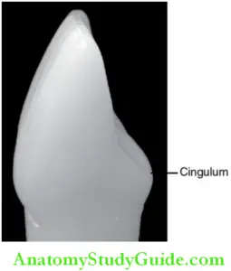 Surfaces of the Teeth - An Overview of Dental Anatomy - Anatomy Study Guide