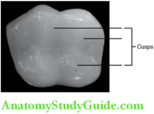 Surfaces of the Teeth - An Overview of Dental Anatomy - Anatomy Study Guide