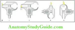 Surfaces of the Teeth - An Overview of Dental Anatomy - Anatomy Study Guide
