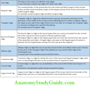 Surfaces of the Teeth - An Overview of Dental Anatomy - Anatomy Study Guide