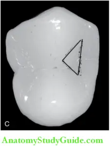 Surfaces of the Teeth - An Overview of Dental Anatomy - Anatomy Study Guide