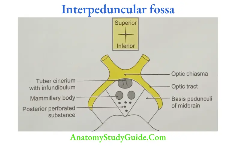 Meninges of The Brain And Cerebrospinal Fluid Question And Answers ...
