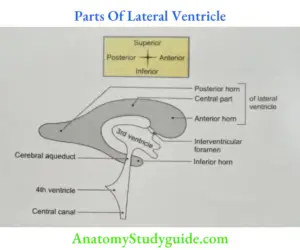 Third Ventricle Lateral Ventricle And Limbic System Question And ...